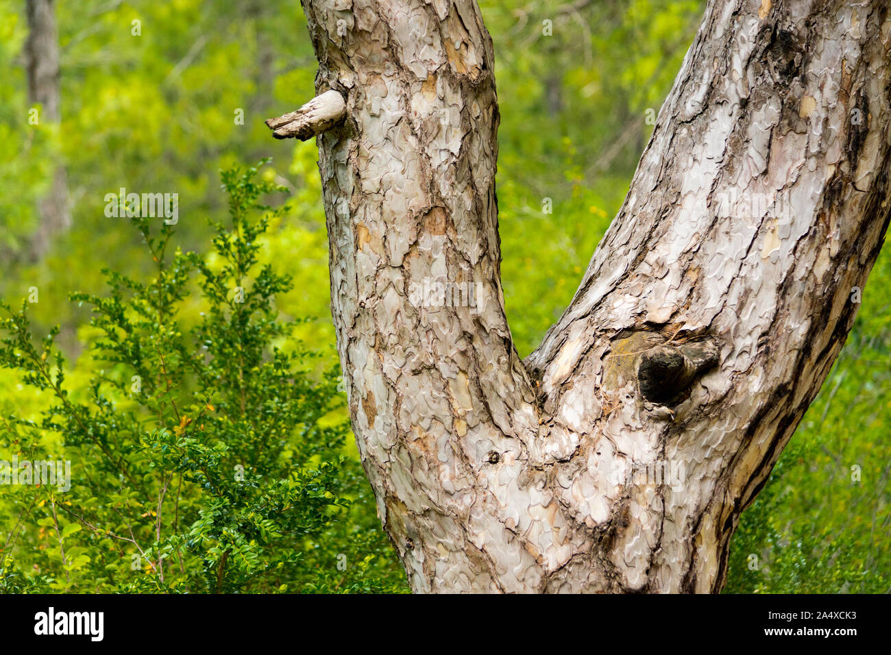 The trunk of a tree splits in half to create a fork Stock Photo - Alamy