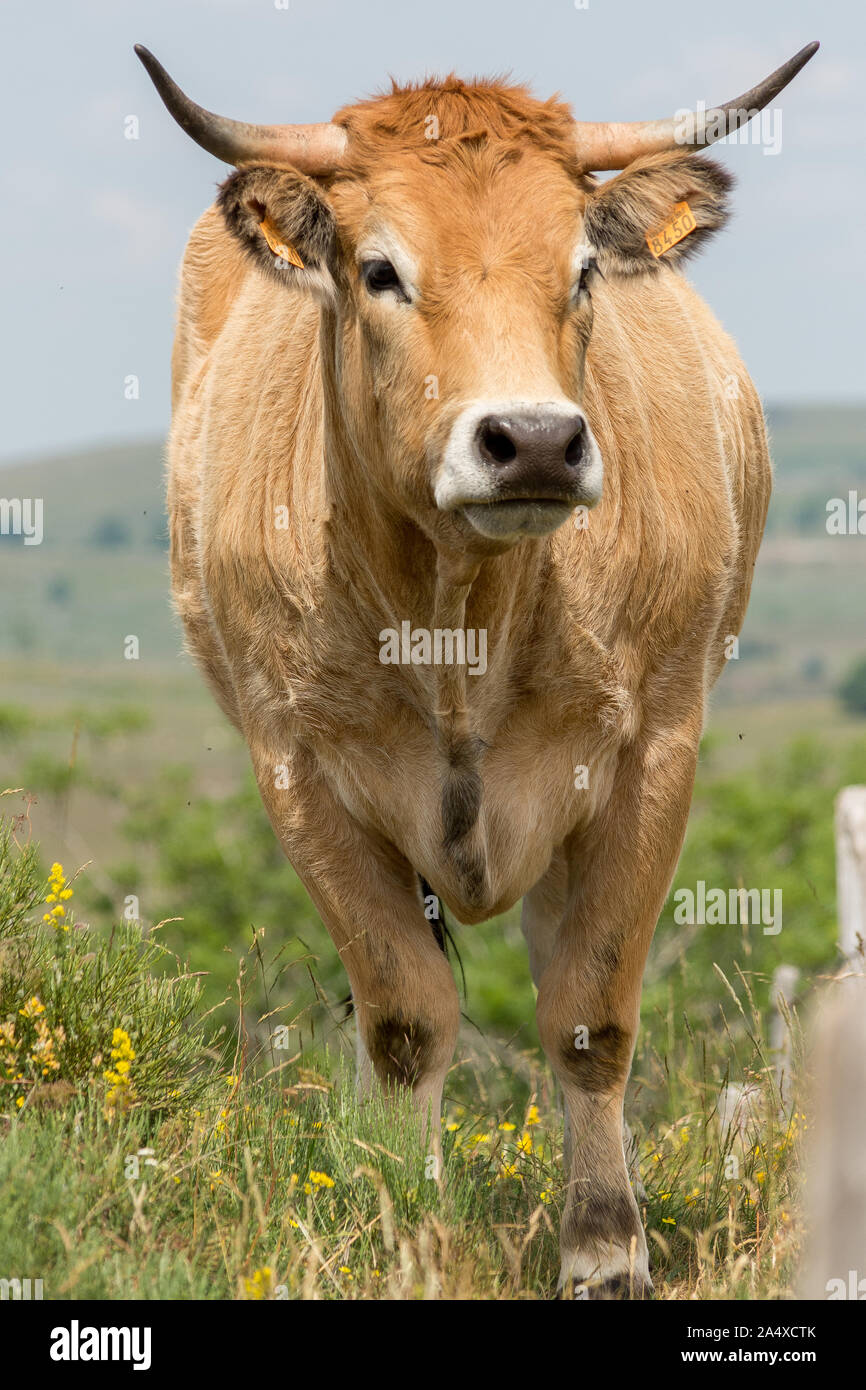 Aubrac cattle hi-res stock photography and images - Alamy