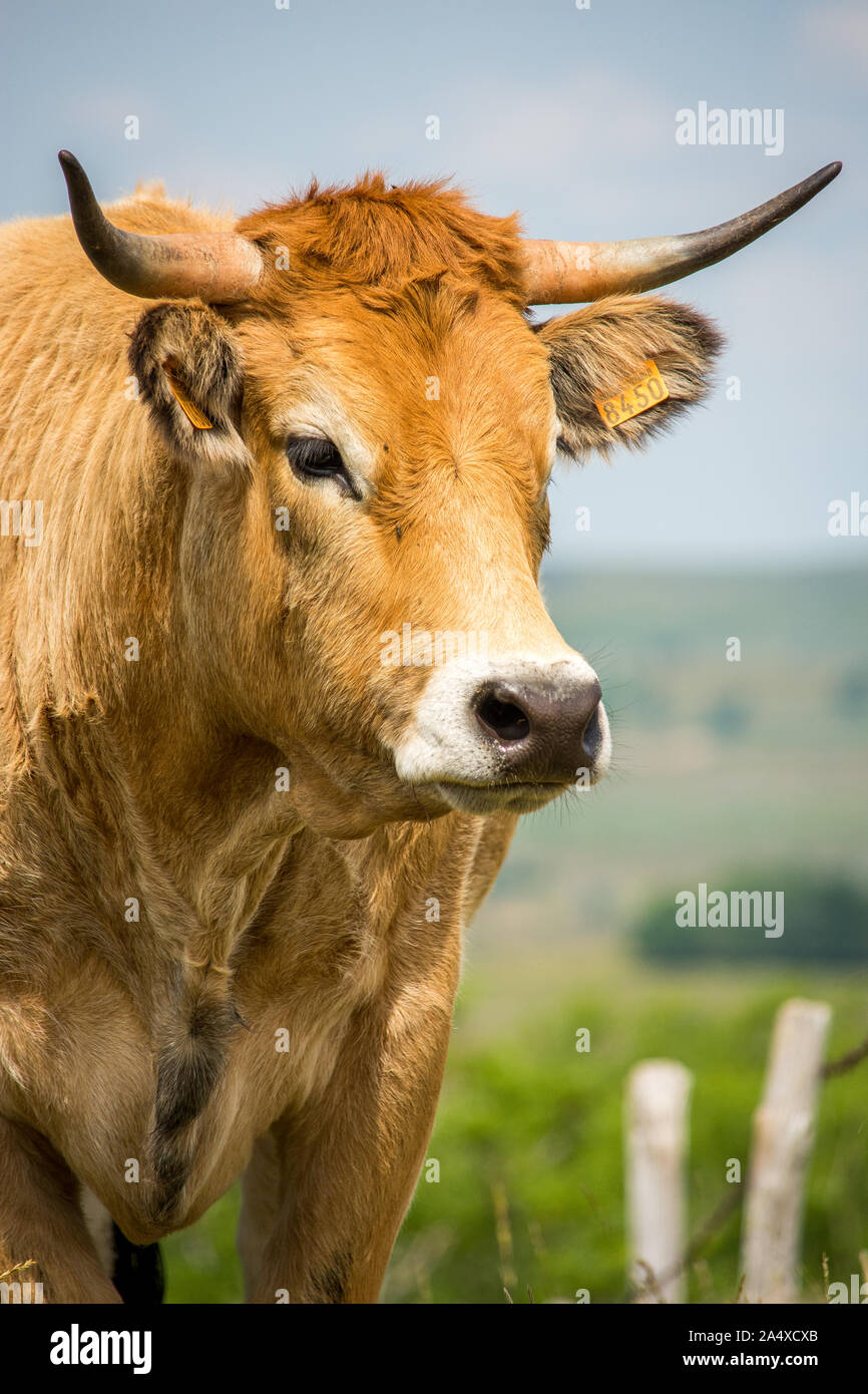 A cow from Aubrac Stock Photo - Alamy