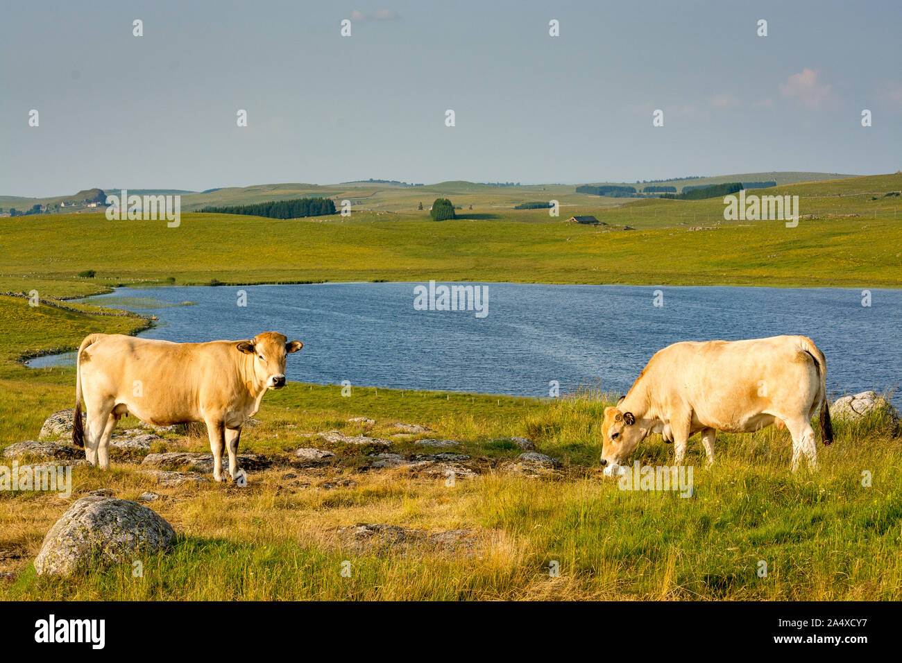 Aubrac cow hi-res stock photography and images - Alamy