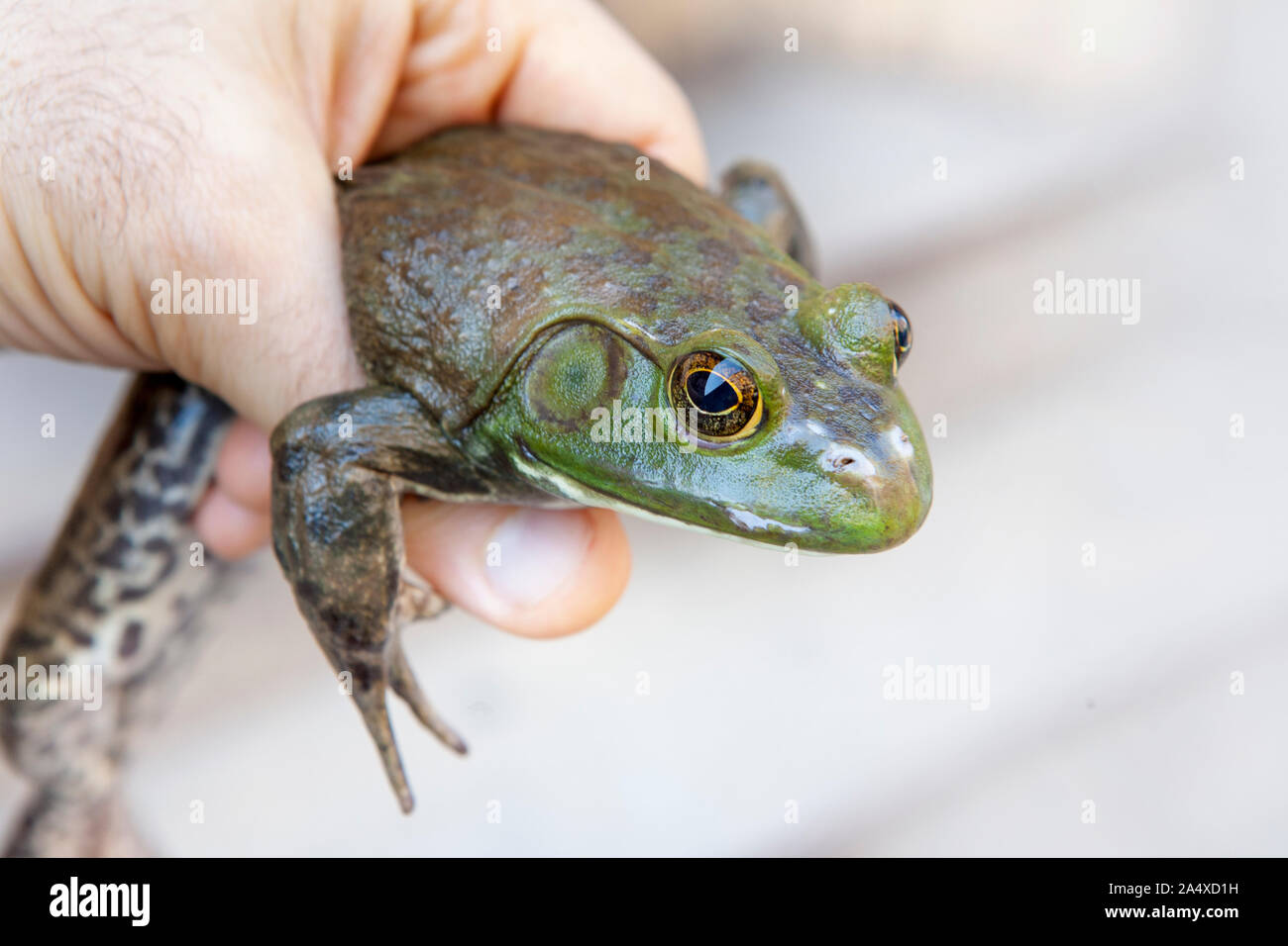 man holding a green tan bull frog in his hand Stock Photo - Alamy