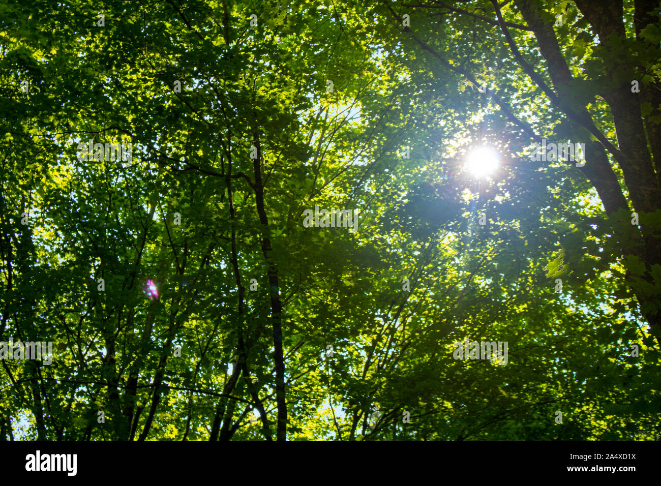 summer sun coming through trees in a forest Stock Photo - Alamy