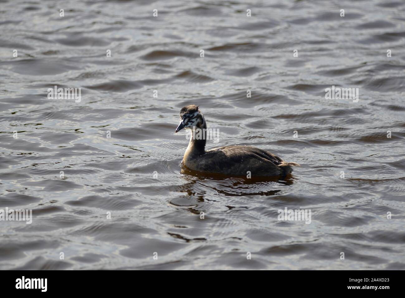 Rspb vane farm nature reserve hi-res stock photography and images - Alamy