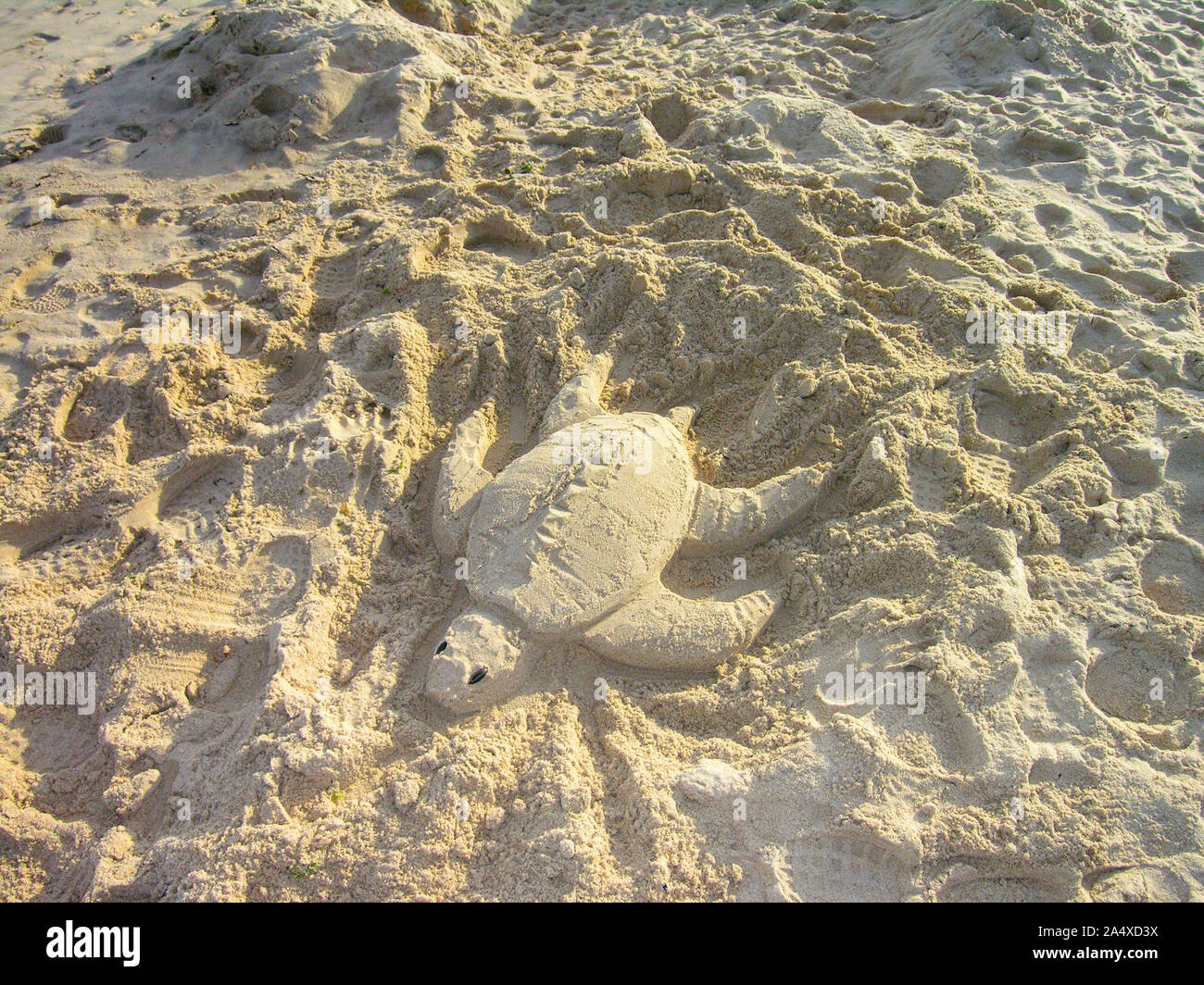 Sand art of a sea turtle on a sunny beach day Stock Photo - Alamy