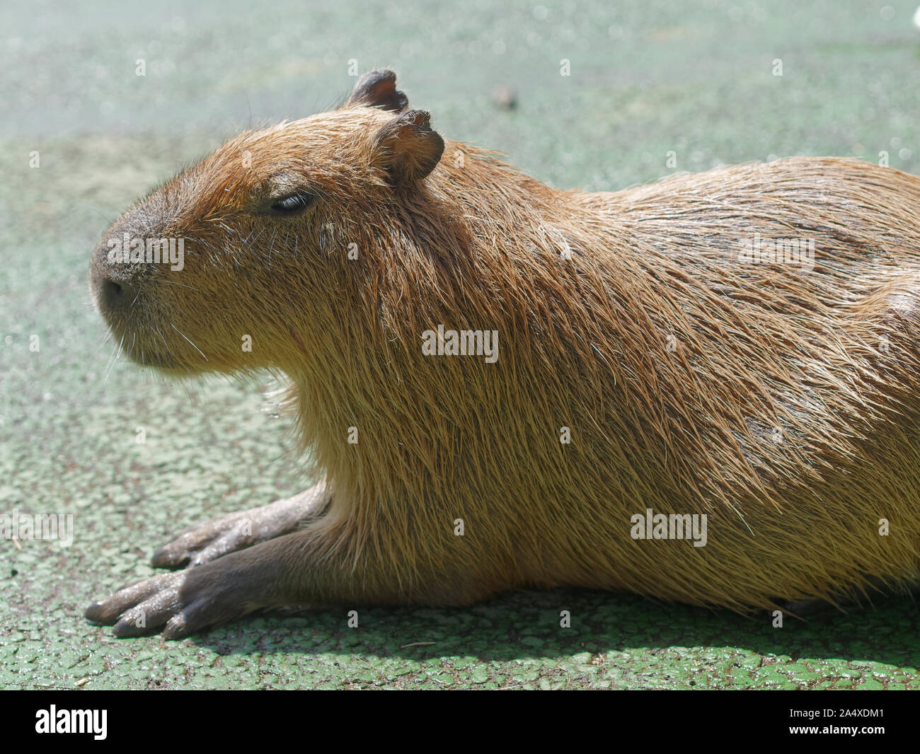 Cute capybara hi-res stock photography and images - Alamy