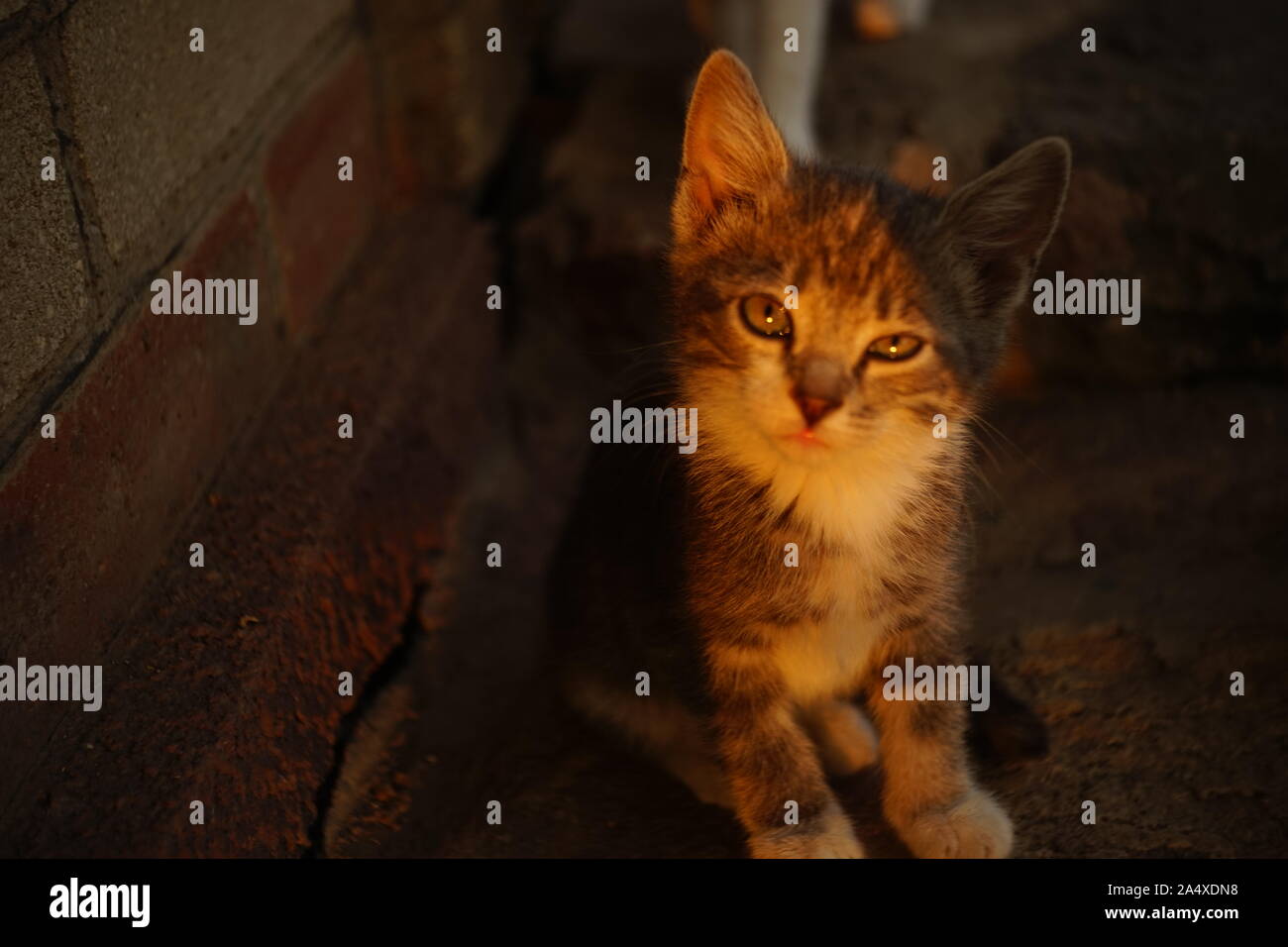 Cute kitten portrait at sunset, warm sun light on face Stock Photo - Alamy