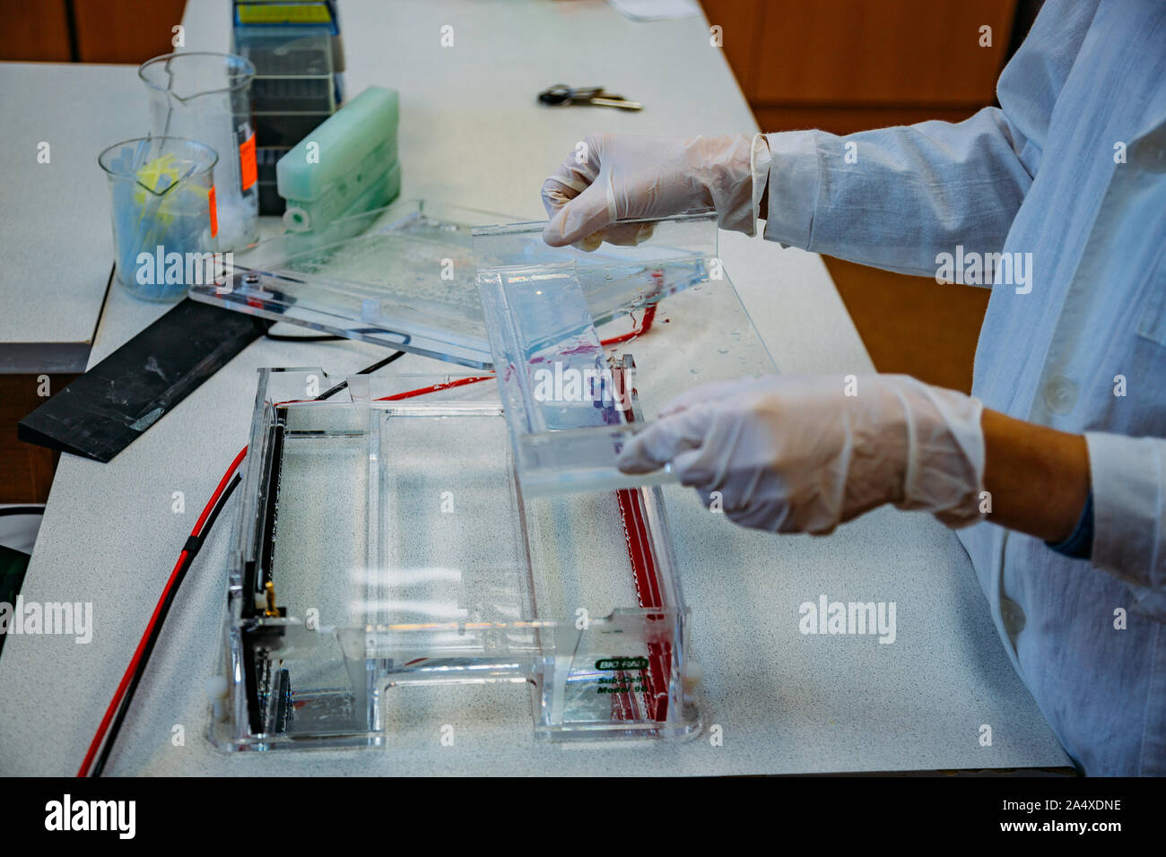 Agarose gel electrophoresis hi-res stock photography and images - Alamy