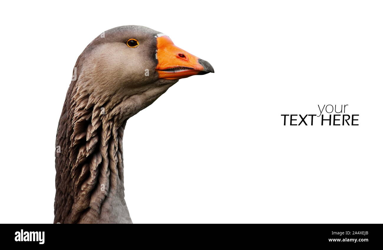 Goose portrait with the copy space Stock Photo - Alamy