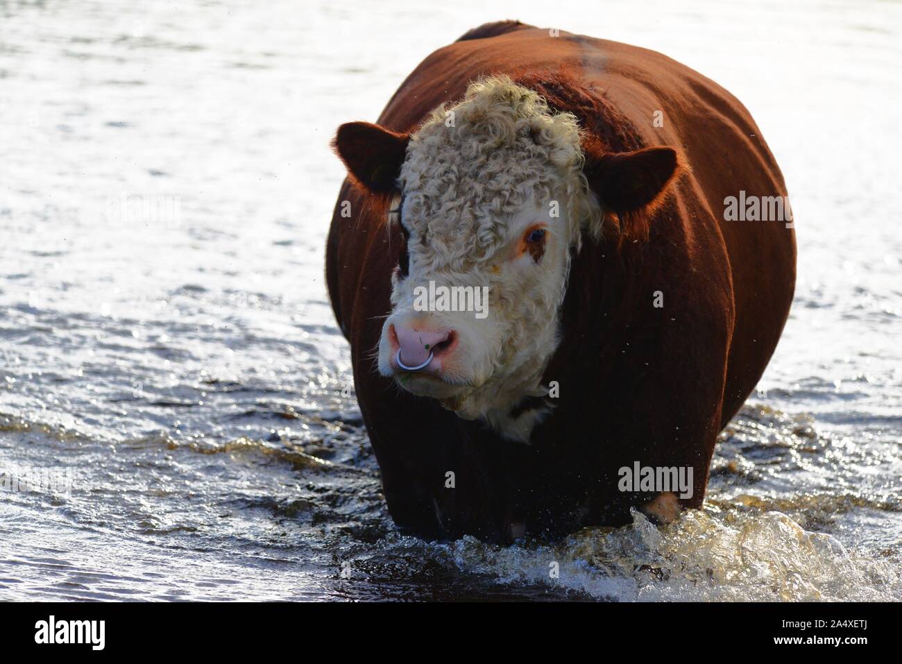 Mad bull hi-res stock photography and images - Alamy