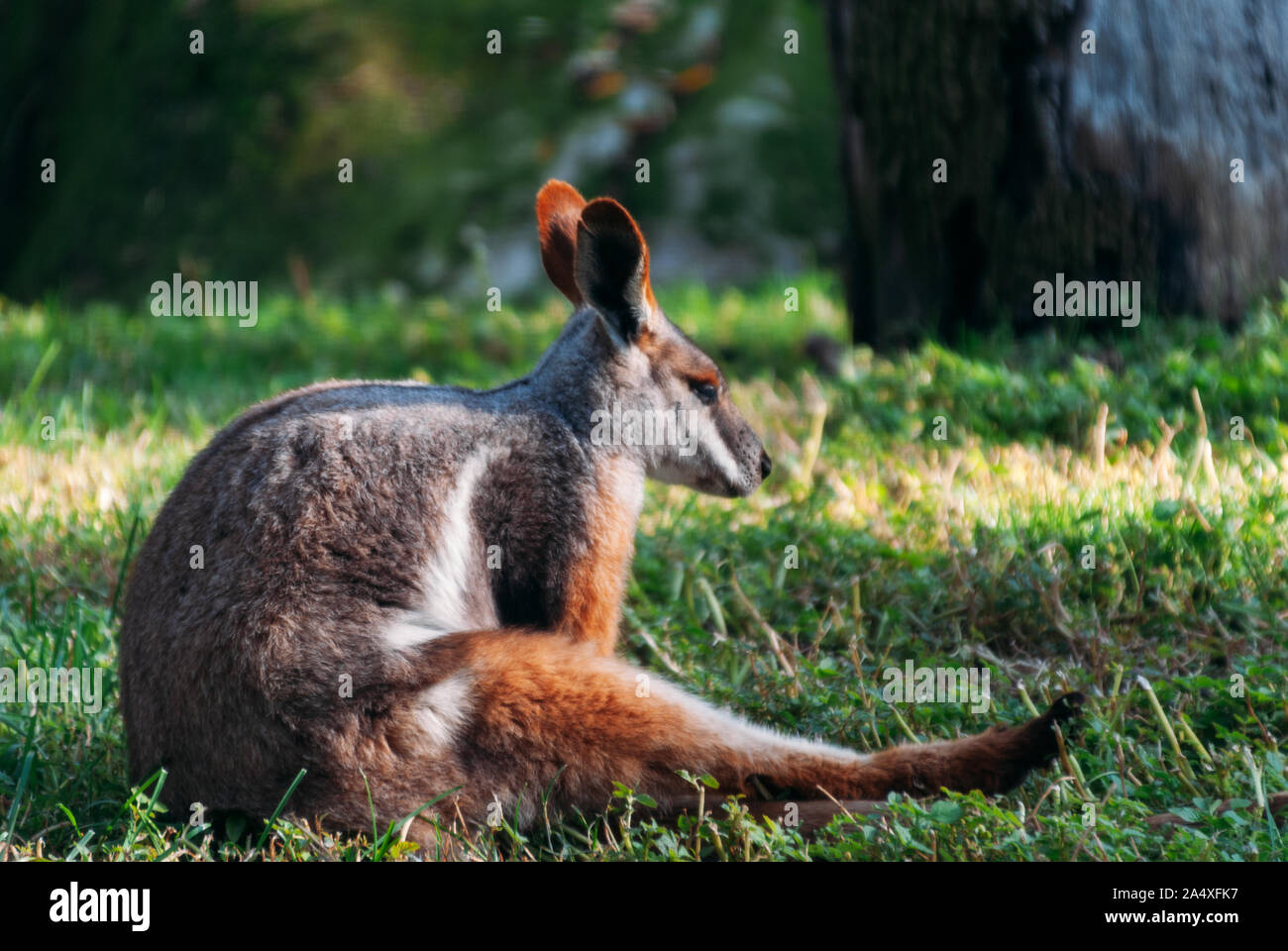 Ring tailed wallaby hi-res stock photography and images - Alamy