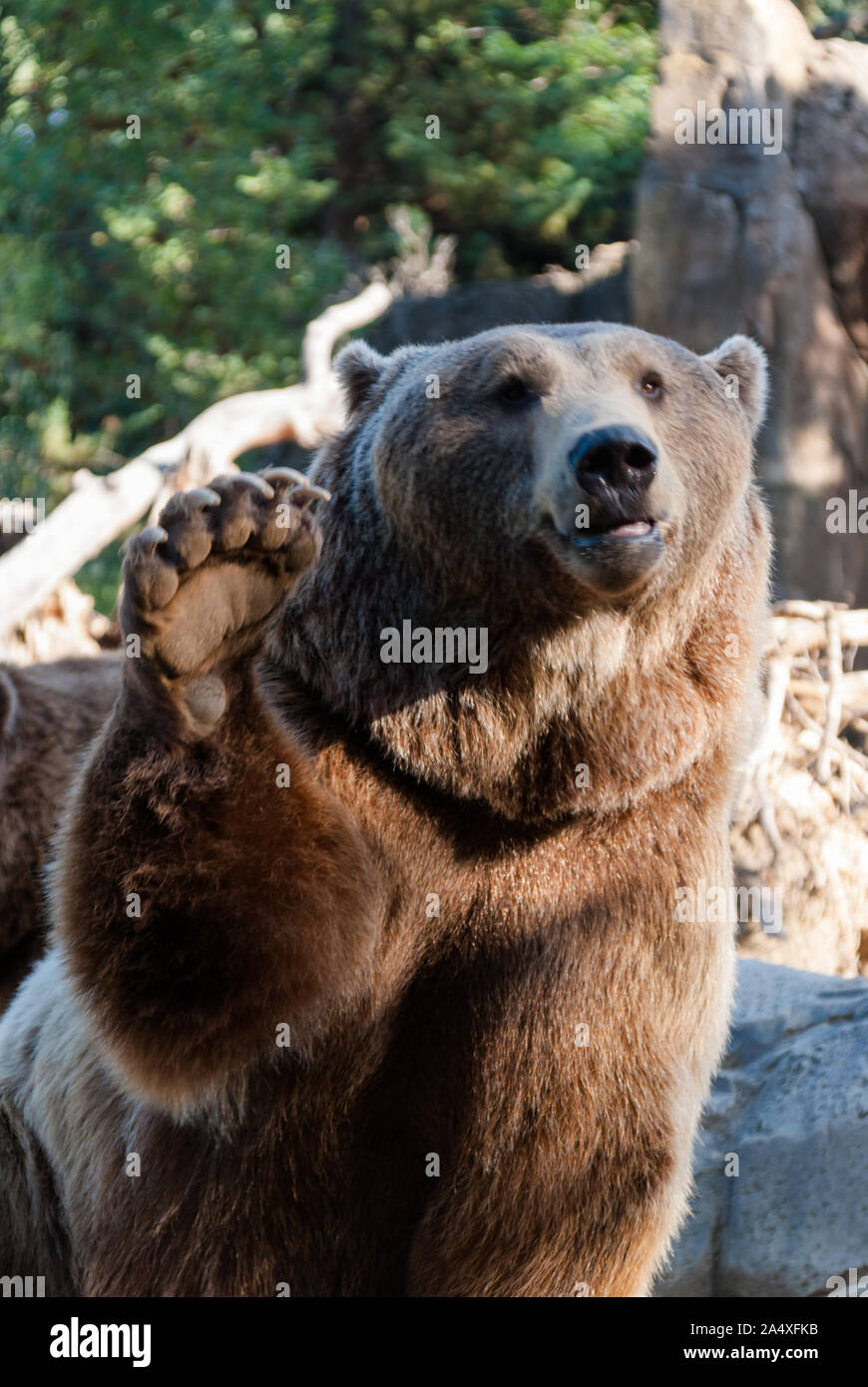 Brown bear waving with his claw Stock Photo - Alamy