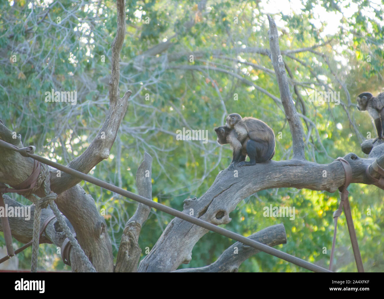 Capuchin monkey female carrying her young on her back Stock Photo - Alamy
