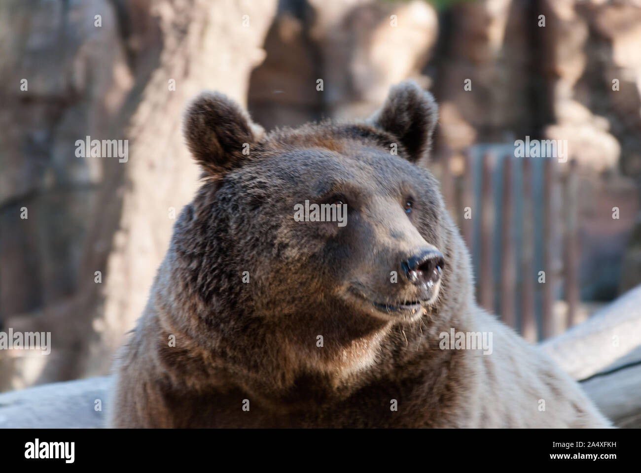 Detail of the head of a brown bear from the front Stock Photo - Alamy