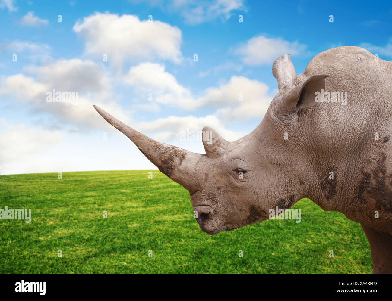Rhino on the nature background Stock Photo - Alamy