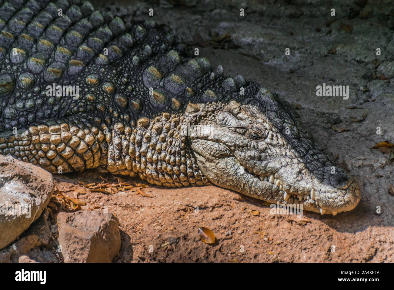 Nile crocodile portrait (Crocodylus niloticus), with sunlight and ...
