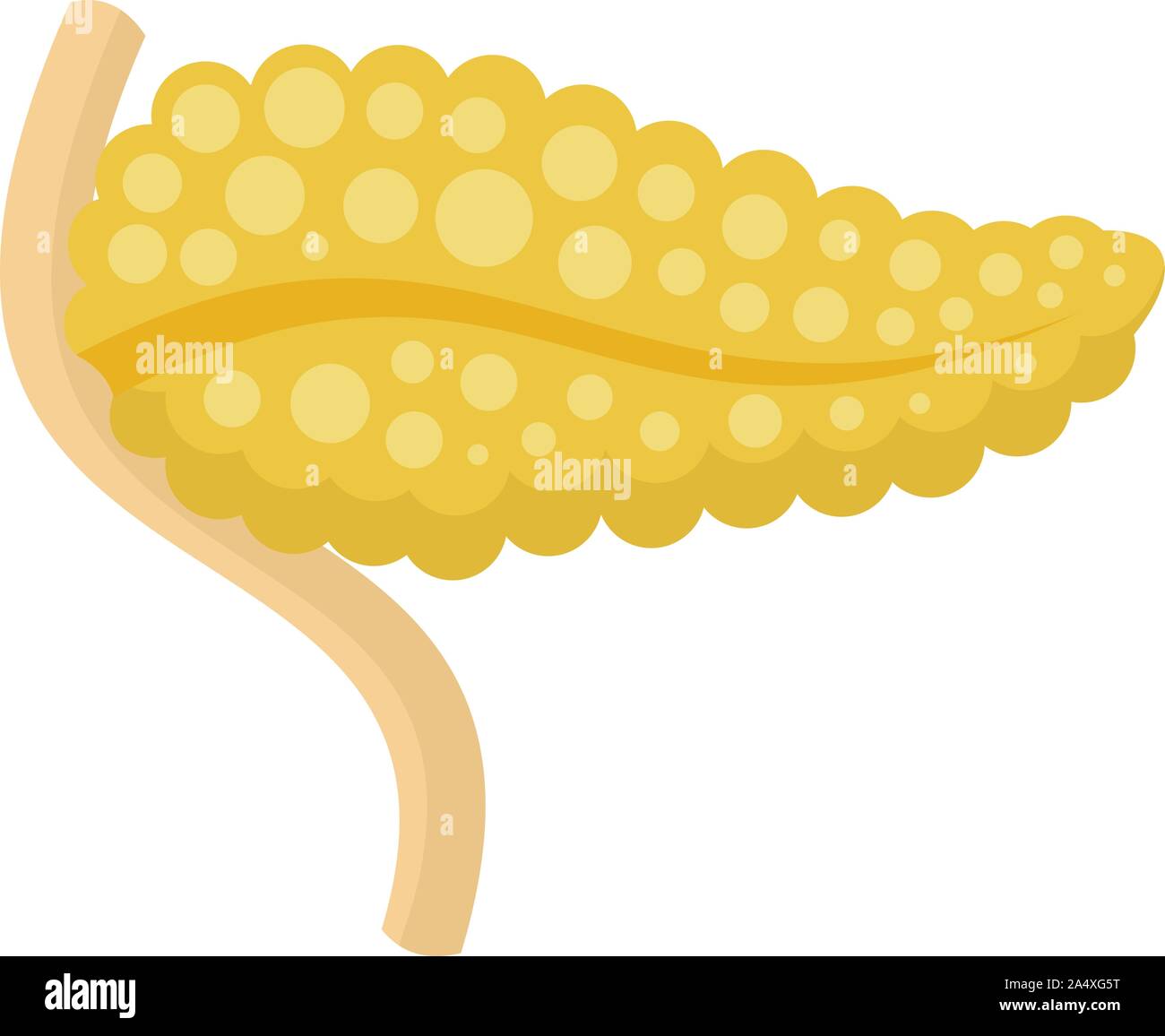 Uncinate High Resolution Stock Photography and Images - Alamy