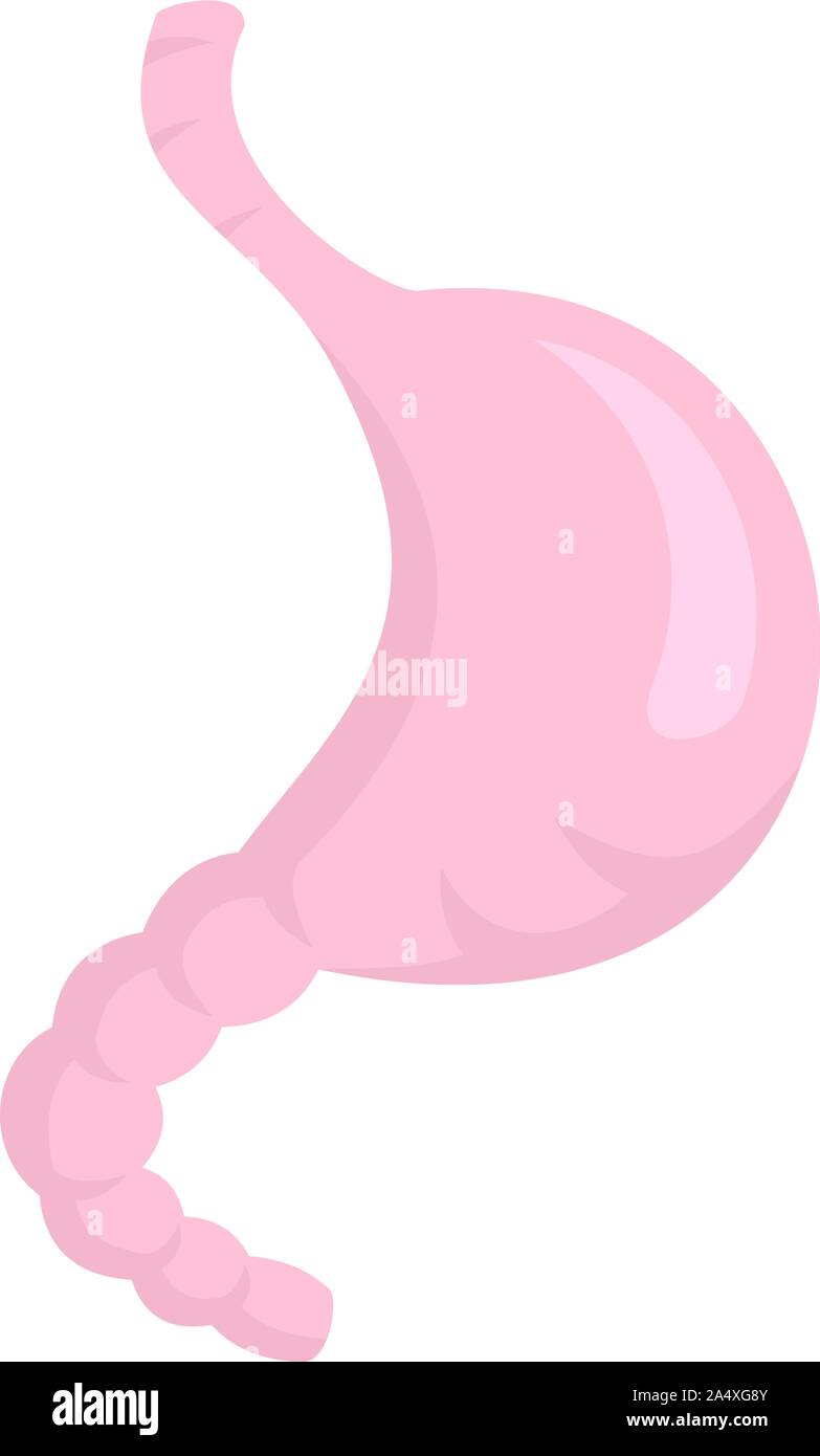 Stomach icon. Flat illustration of stomach vector icon for web design ...