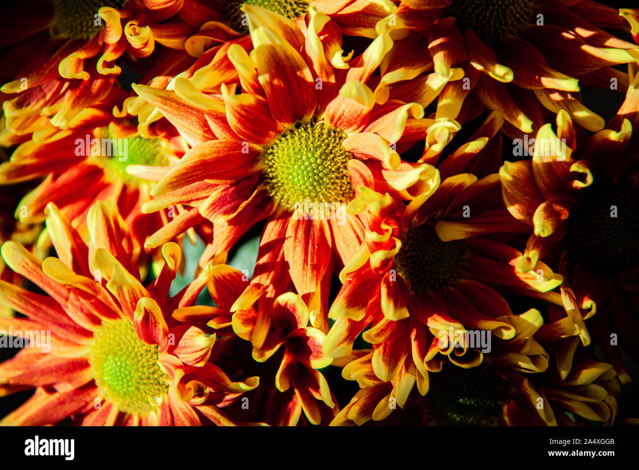 Red and yellow mums hi-res stock photography and images - Alamy