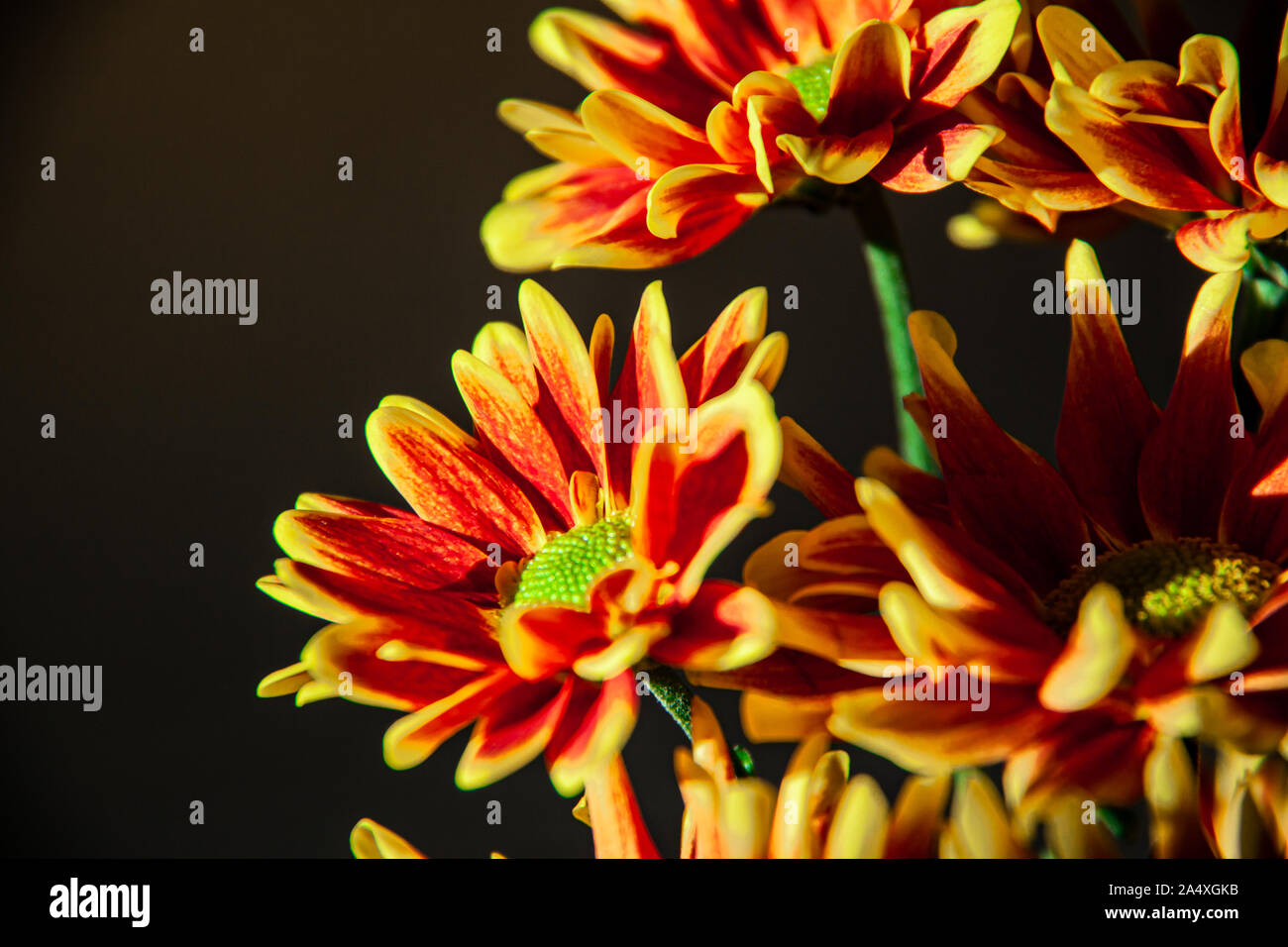 Red and yellow mums hi-res stock photography and images - Alamy