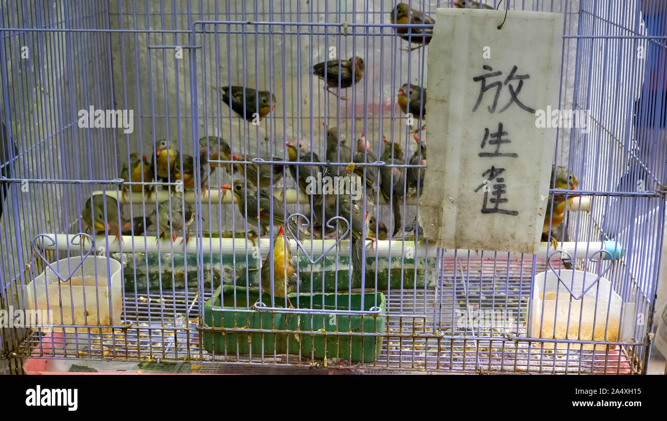 Pet shop in hong kong hi-res stock photography and images - Alamy