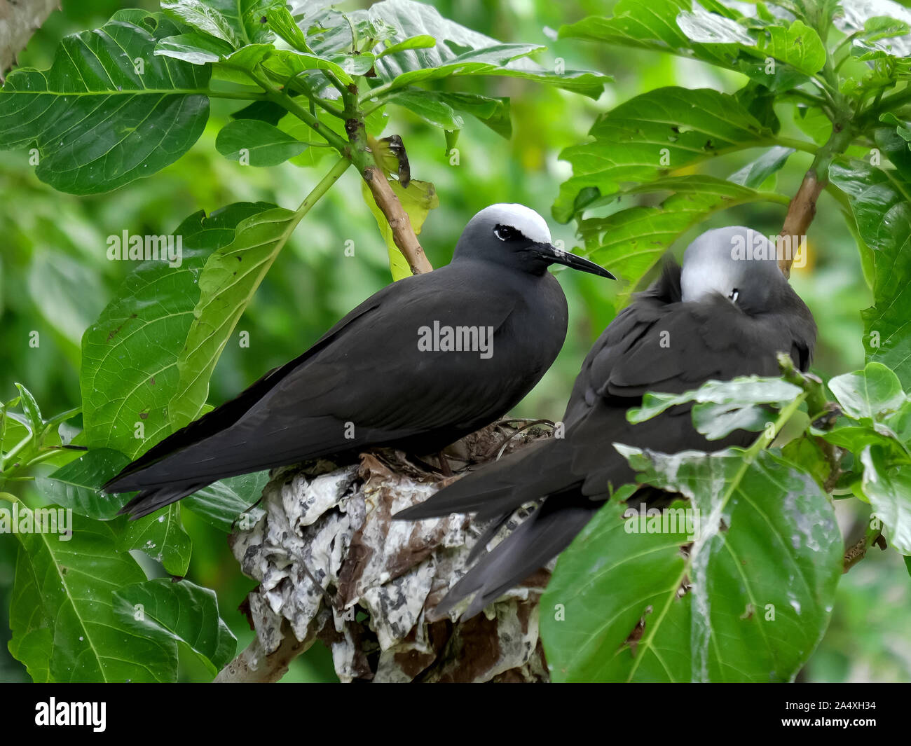 noddy tern and sleeping mate at heron island Stock Photo - Alamy