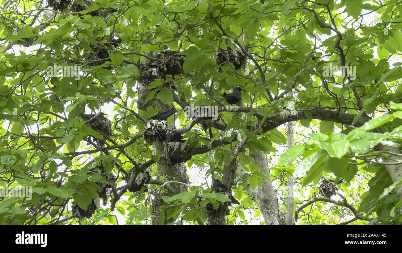 wide view of white-capped noddy terns nesting in a pisonia tree Stock ...