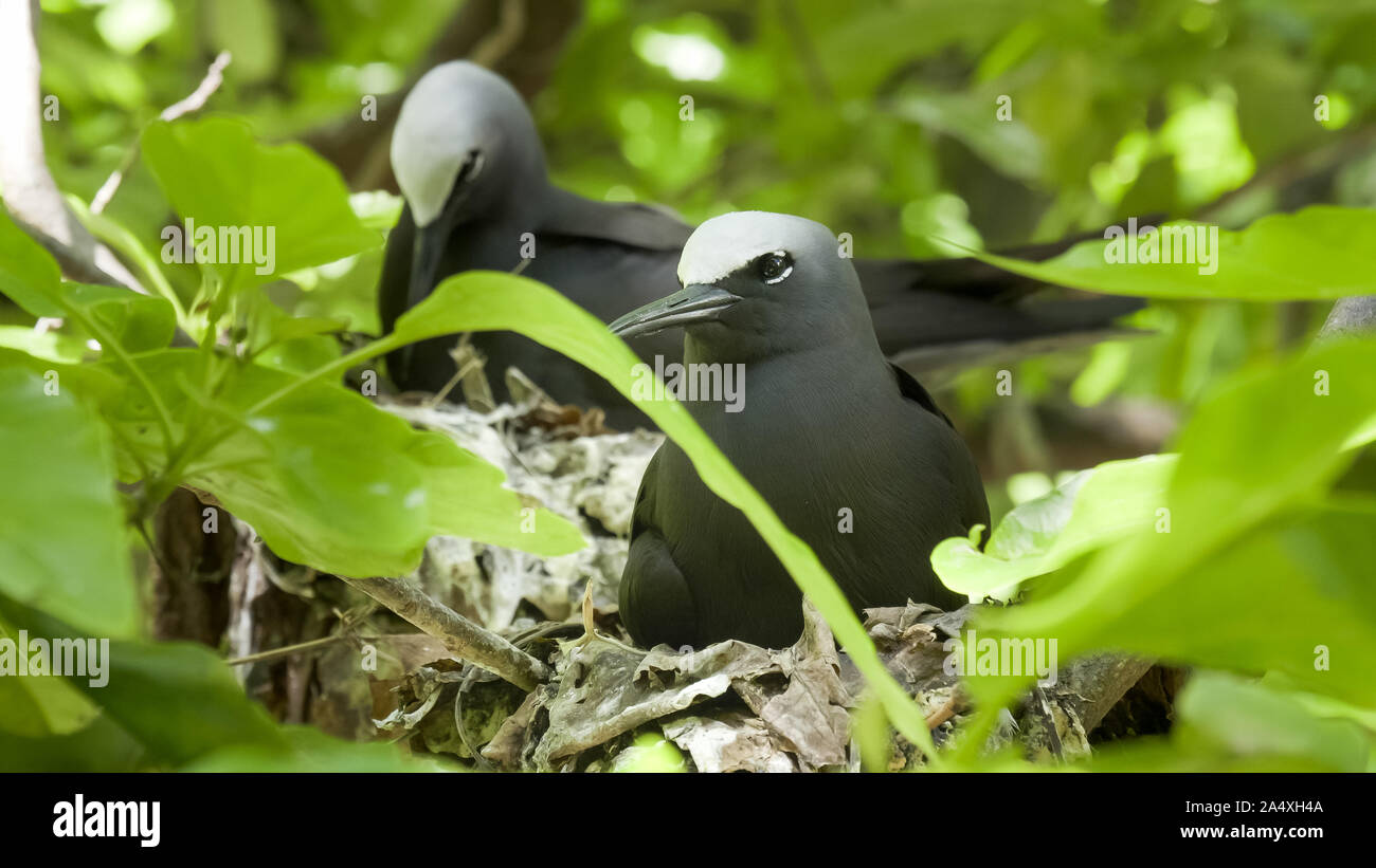 Black noddy bird hi-res stock photography and images - Alamy