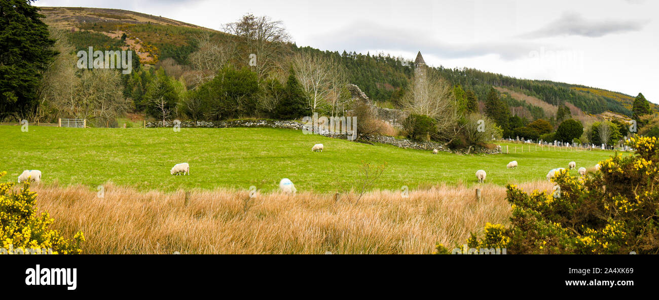 Panoramic view of the Irish field with green grass and sheep ...