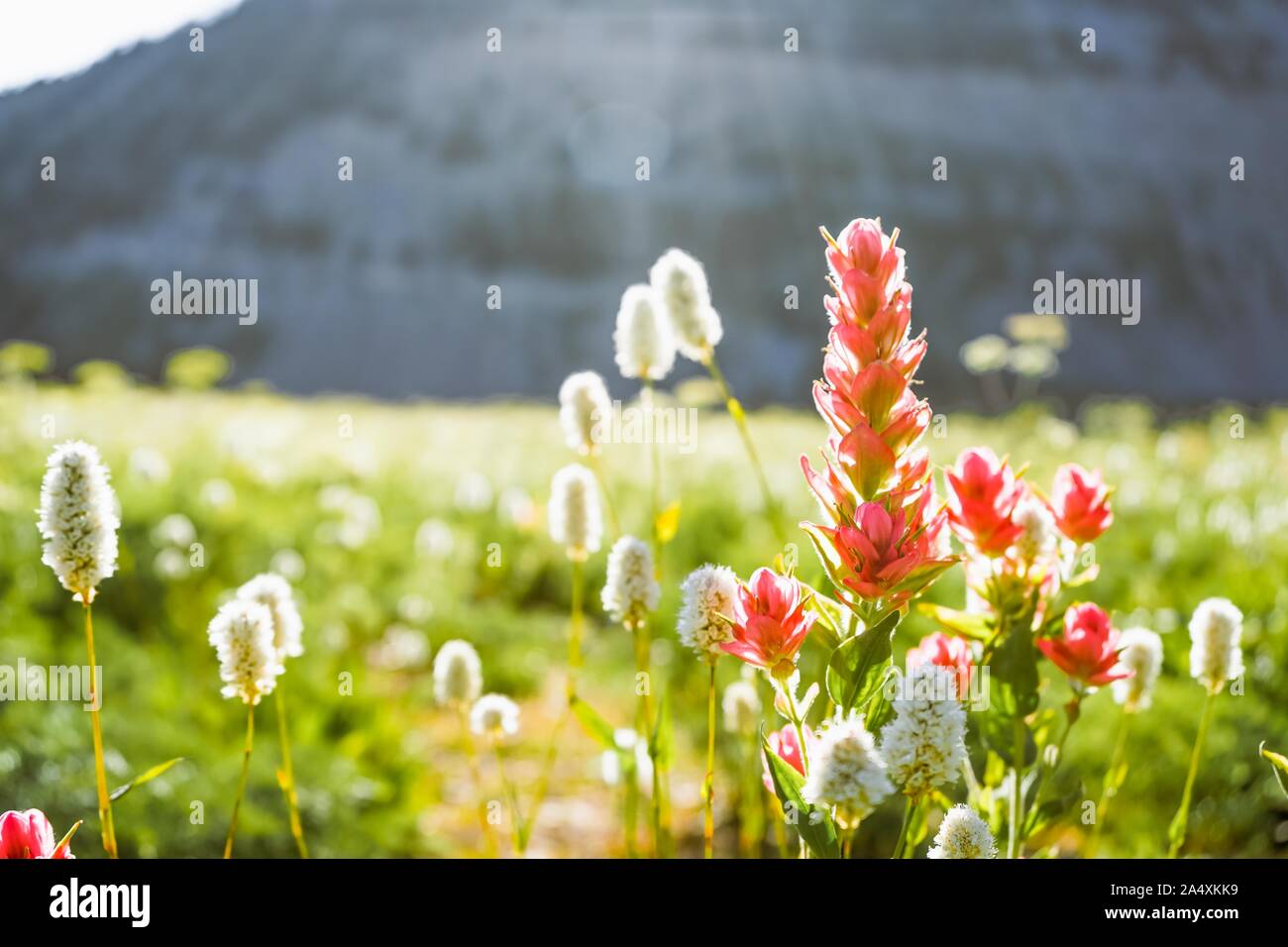 Meadows on the east side of mount timpanogos hi-res stock photography ...