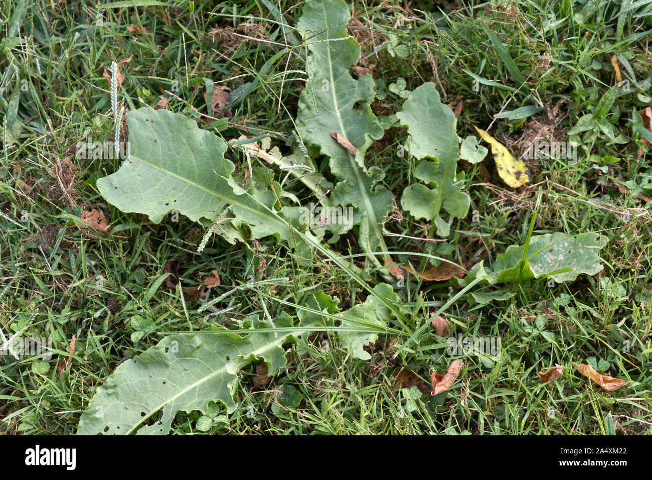 Sorrel plant hi-res stock photography and images - Alamy