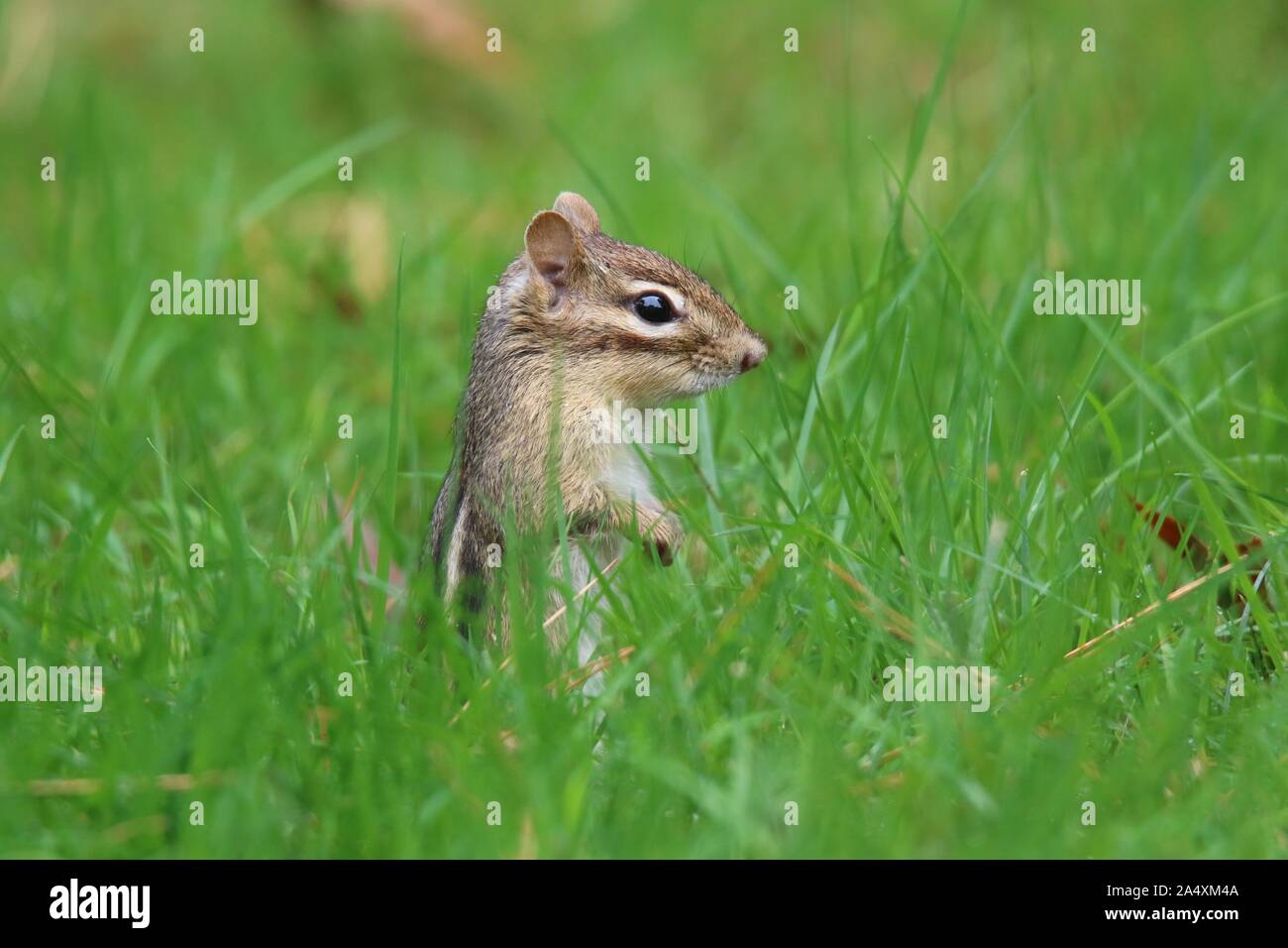 An eastern chipmunk in Fall foraging for food in grass to store away ...