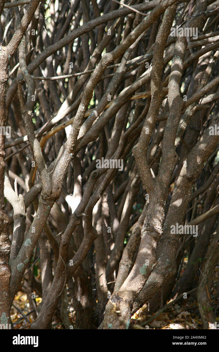 Knotted branches hi-res stock photography and images - Alamy