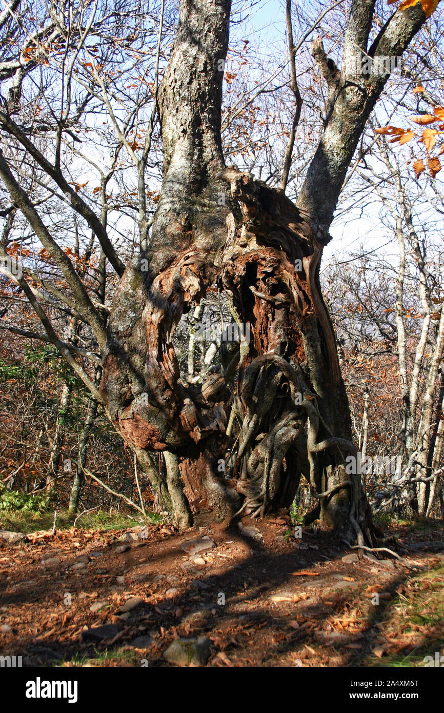 Old crooked tree in forest hi-res stock photography and images - Alamy