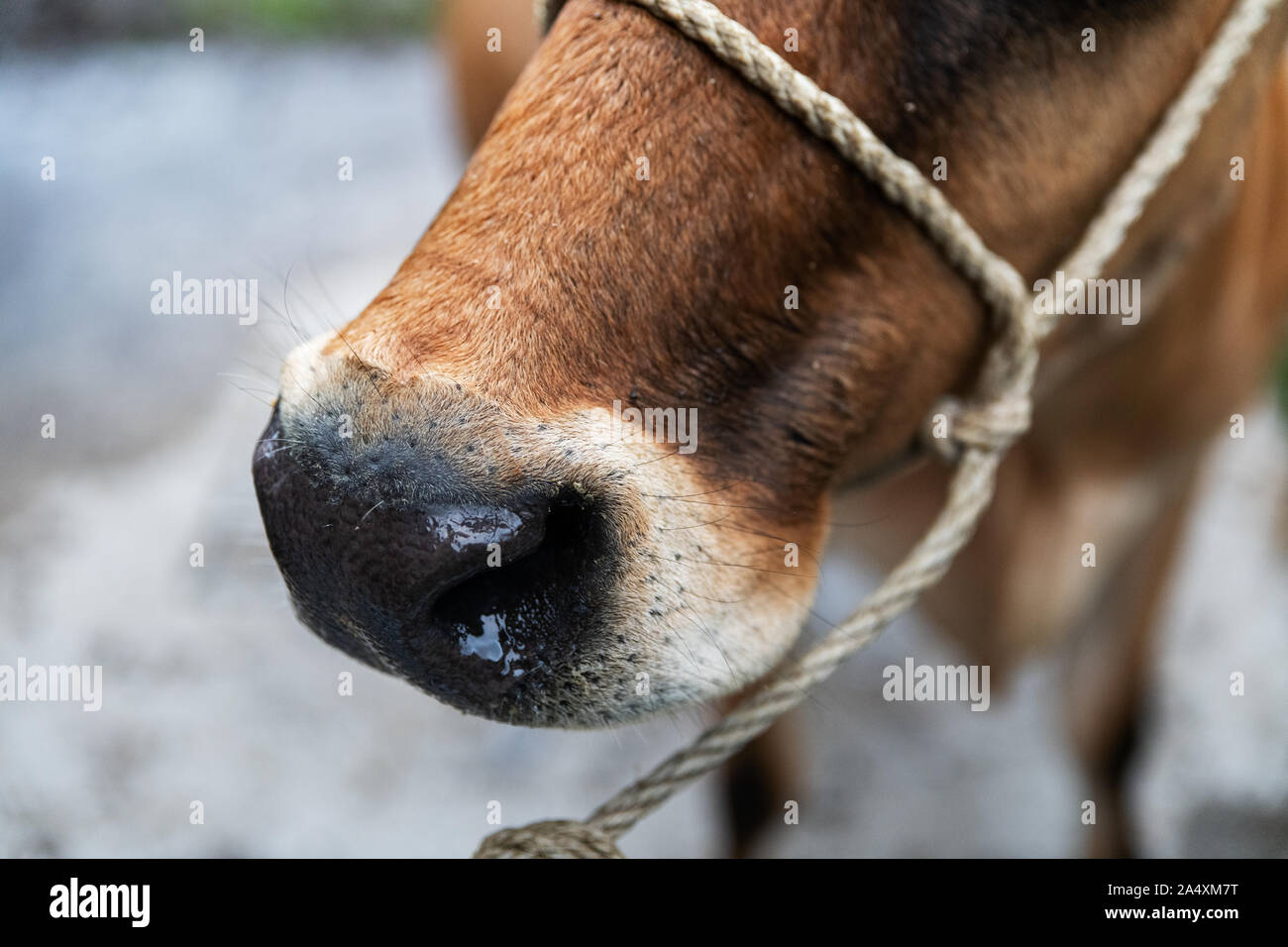 Swiss black nose hi-res stock photography and images - Alamy