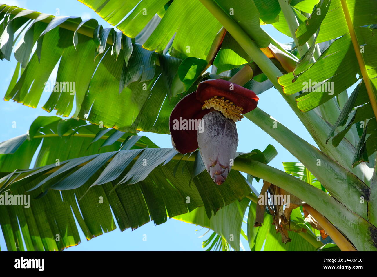 Banana tree bloom hi-res stock photography and images - Alamy