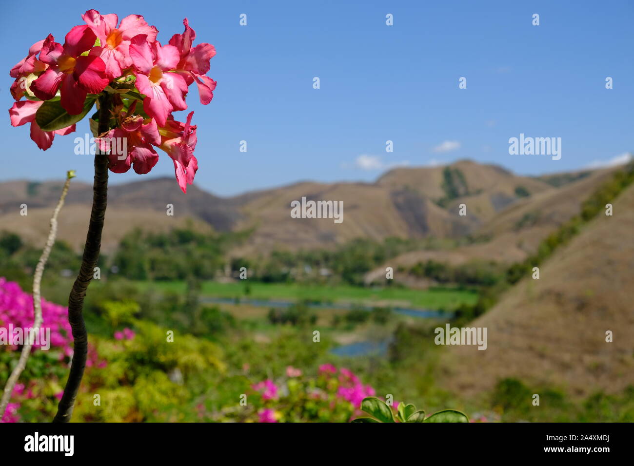 Indonesia Sumba - Frangipani Plumeria Flower and Luku Kambaniru Valley ...