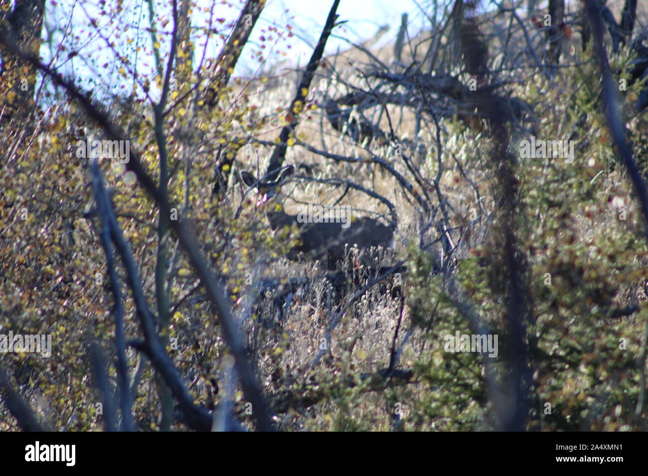 Fall glory hi-res stock photography and images - Alamy