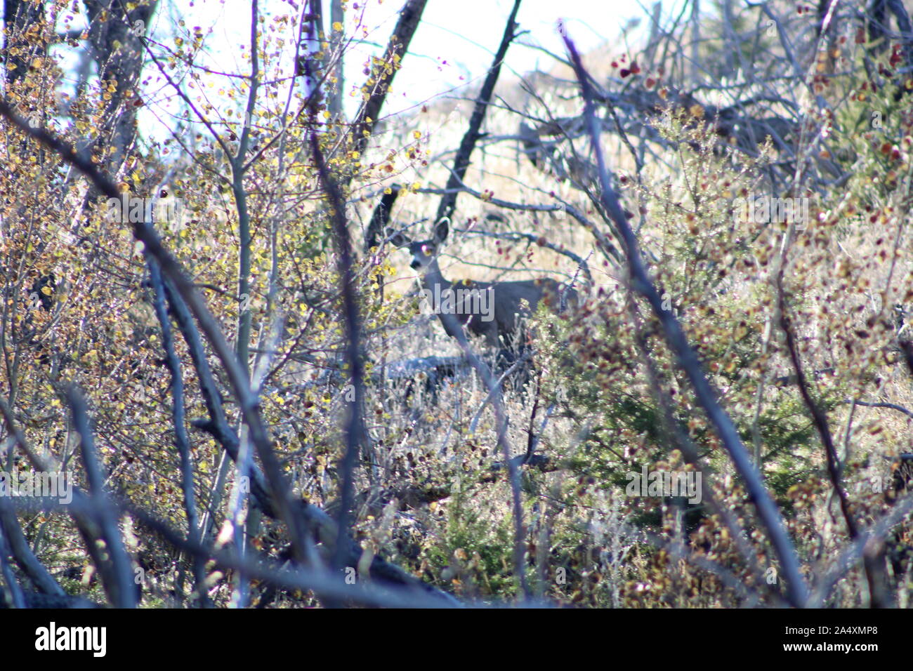 Mule deer doe sneaking a peek behind the branches Stock Photo - Alamy