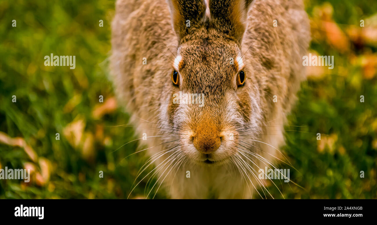 Brown Rabbit on a green grass lawn Stock Photo - Alamy