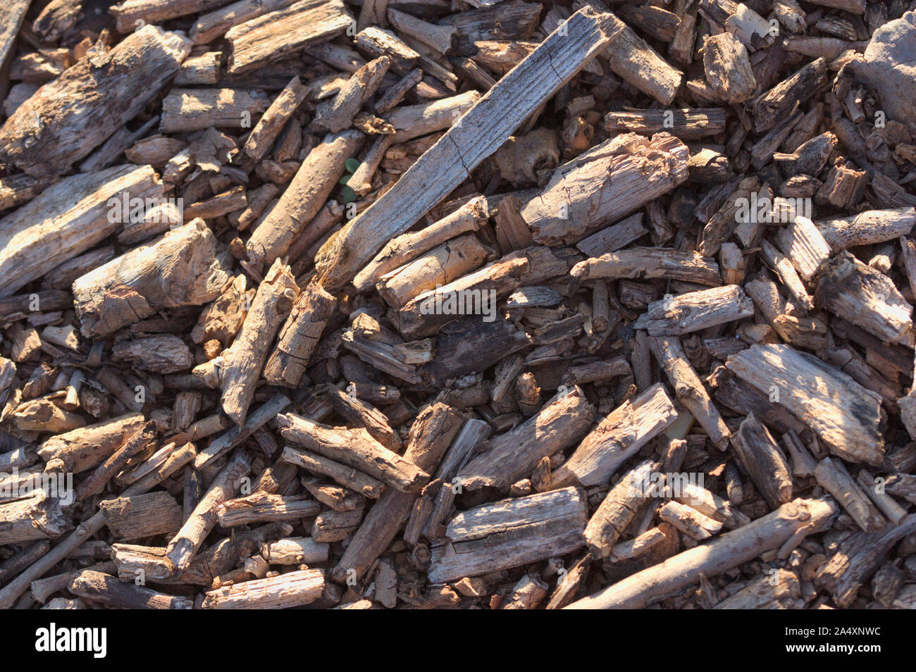 Crush tree branches hi-res stock photography and images - Alamy