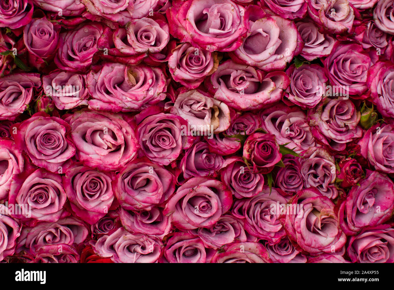 bunch of vibrant beautiful colorful roses pink purple carpet wallpapers ...