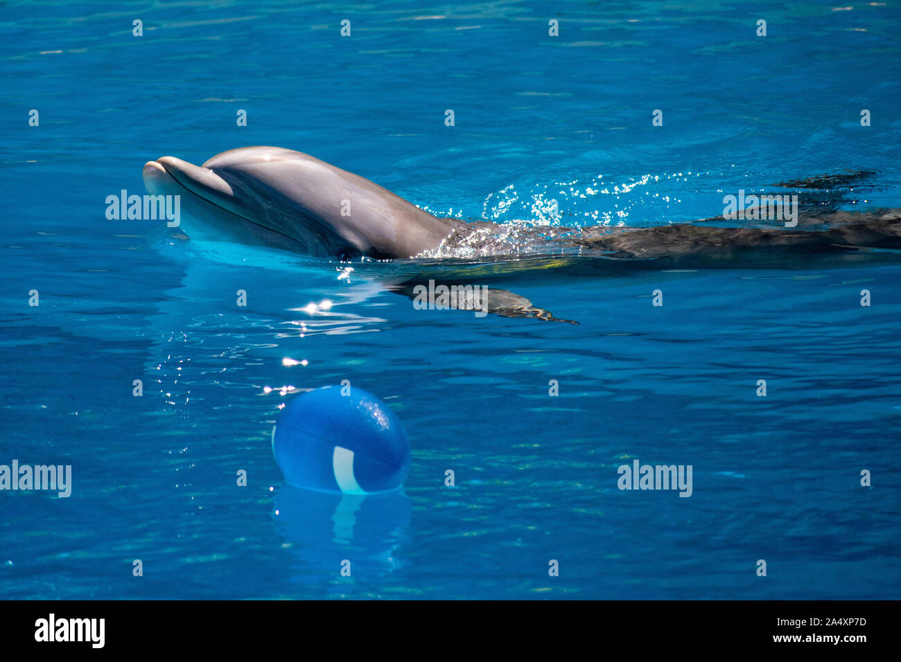 Swimming dolphin playing with football Stock Photo - Alamy
