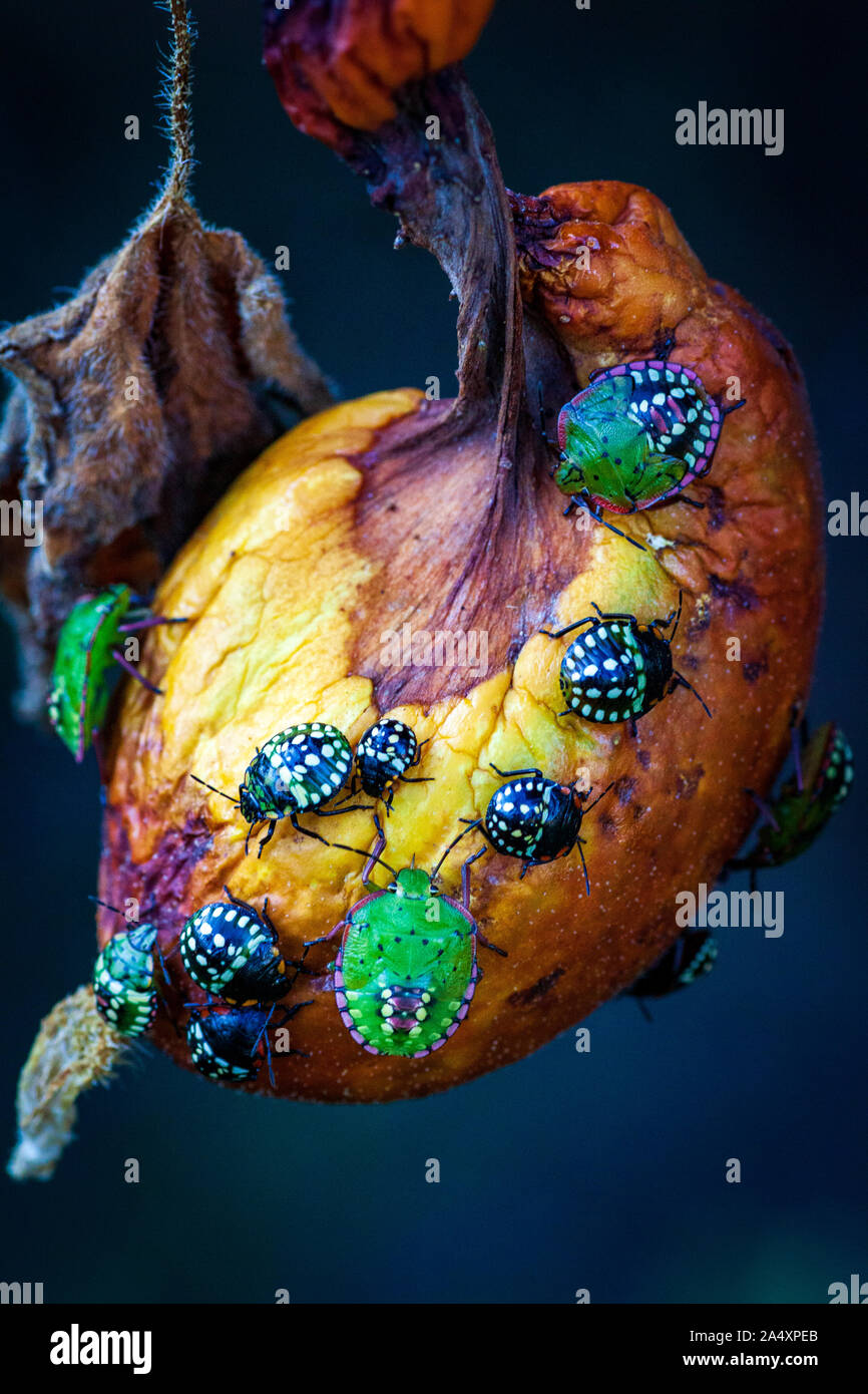 Nezara viridula Green beetle pest of gardens spoiling leaves and fruits ...