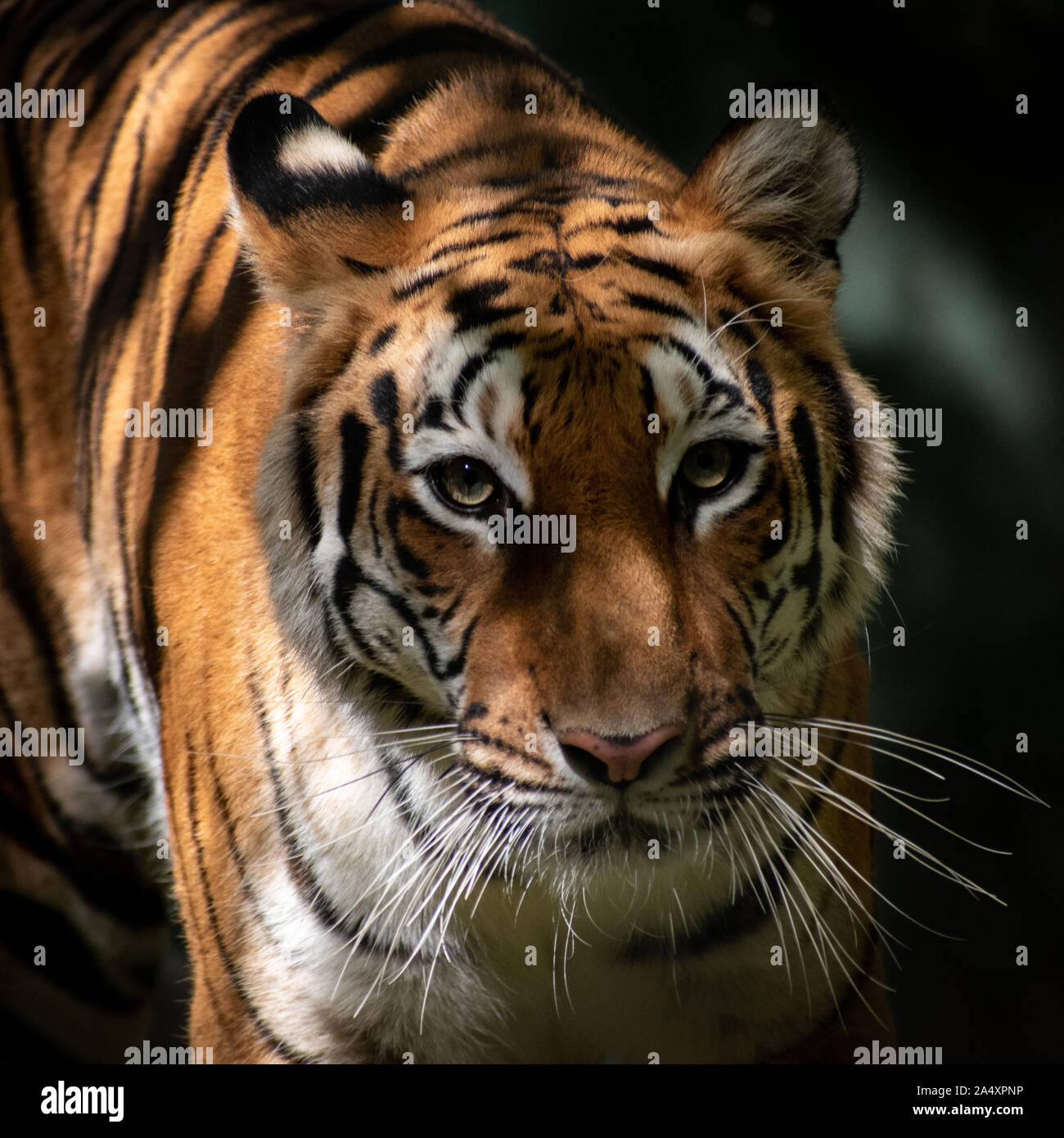 Standing tiger, looking straight ahead Stock Photo - Alamy