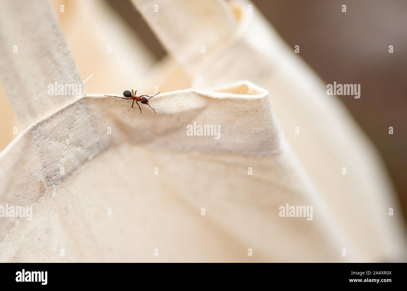 Formica rufa acid hi-res stock photography and images - Alamy