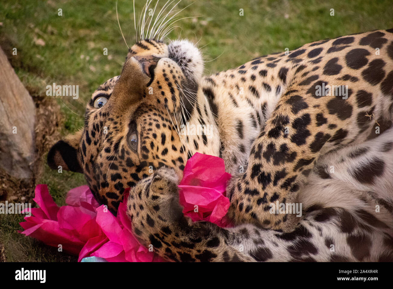 Rolling on the ground hi-res stock photography and images - Alamy