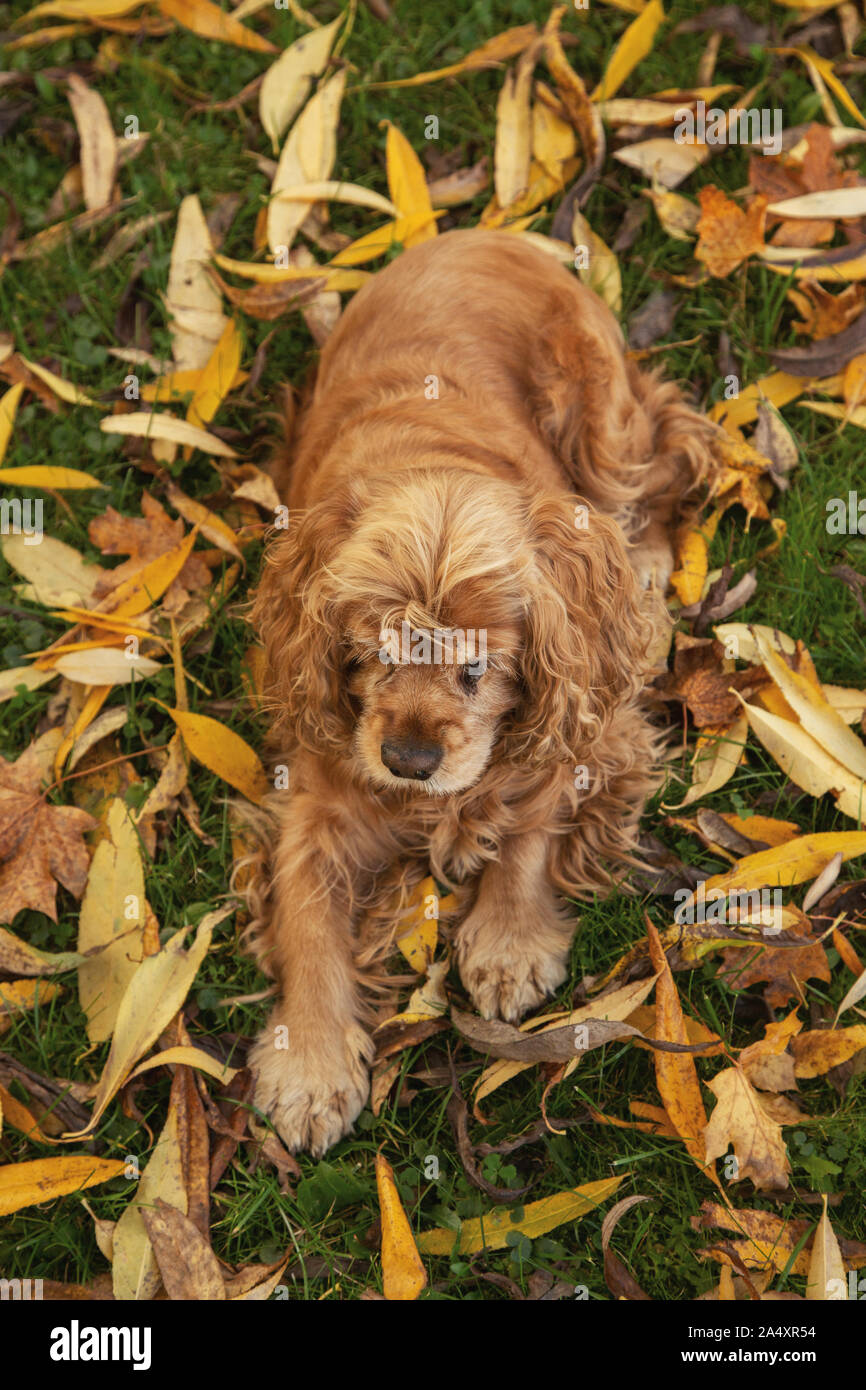 american cocker spaniel lying on autumn leaves top view Stock Photo - Alamy