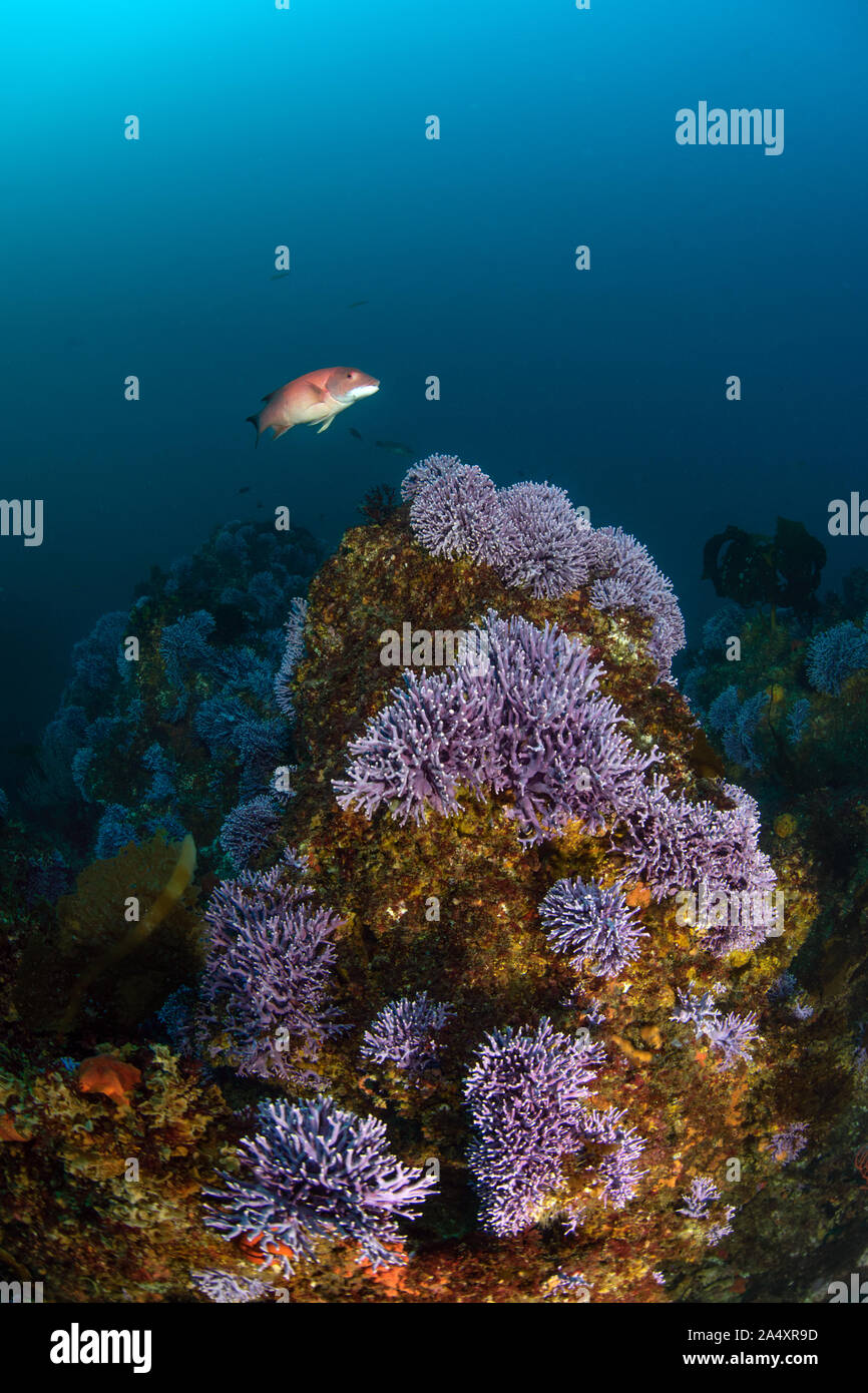 Underwater farnsworth bank hi-res stock photography and images - Alamy