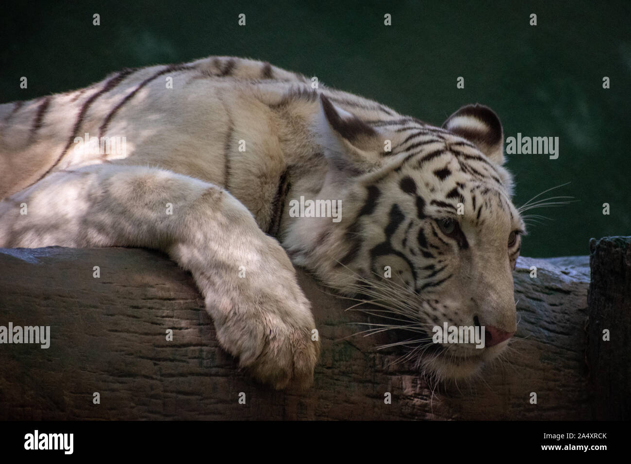 Close-up of a white tiger laying on a log Stock Photo - Alamy