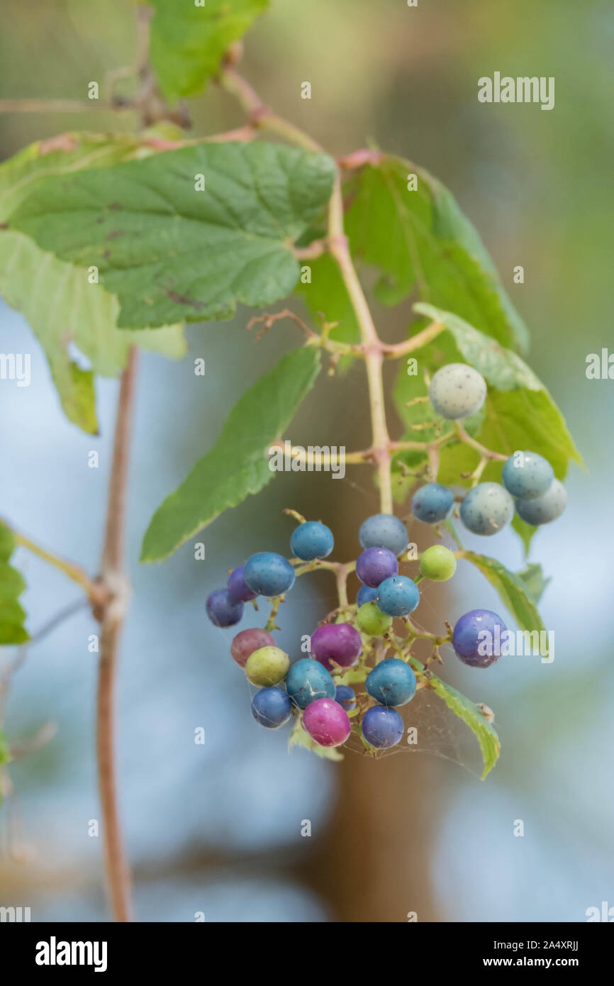 Close up of a porcelain berry vine growing in the summer in the ...
